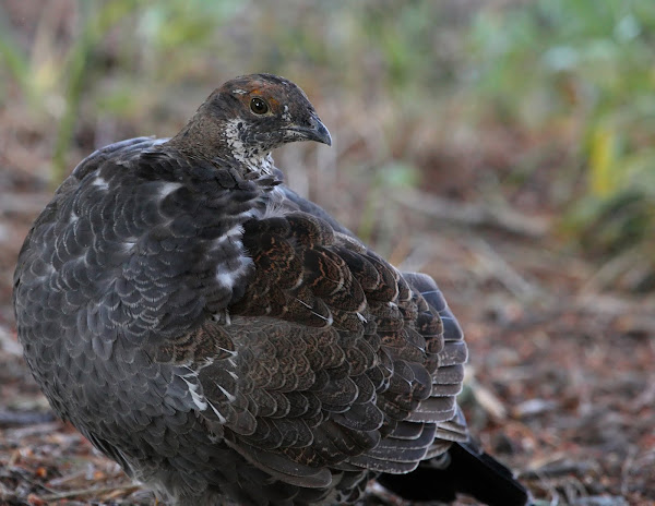 Blue Grouse | Project Noah