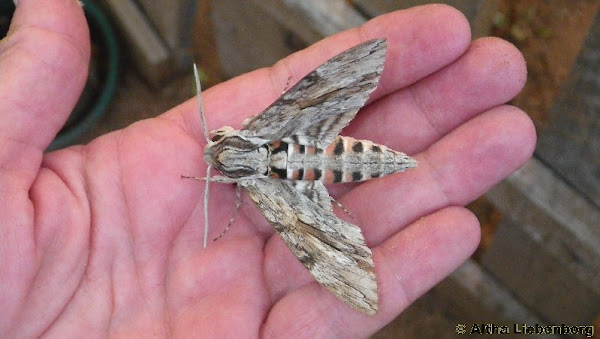 Convolvulus Hawk | Project Noah