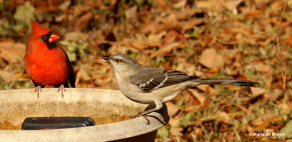 Northern mockingbird and Northern cardinal | Project Noah