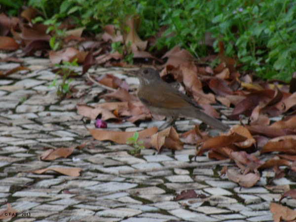 Pale-breasted Thrush? | Project Noah