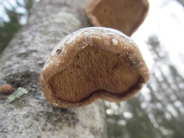 Birch Polypore | Project Noah