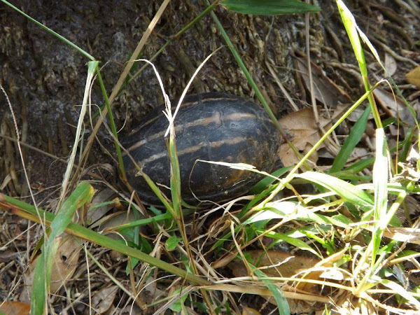 Three Striped Mud Turtle | Project Noah