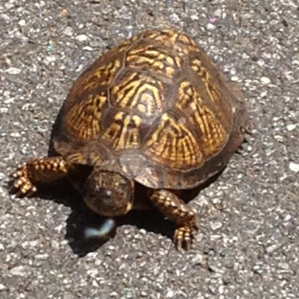 Eastern box turtle | Project Noah
