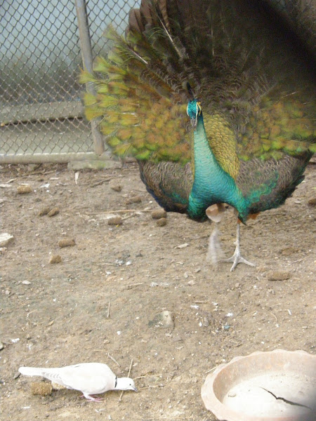 Java green peafowl | Project Noah
