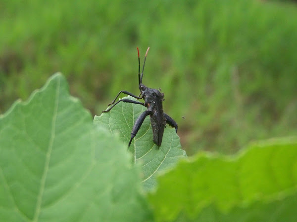 Coreid bug | Project Noah