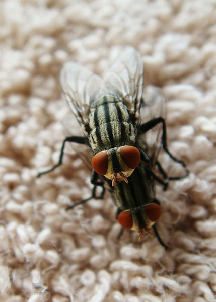 Flesh-fly | Project Noah