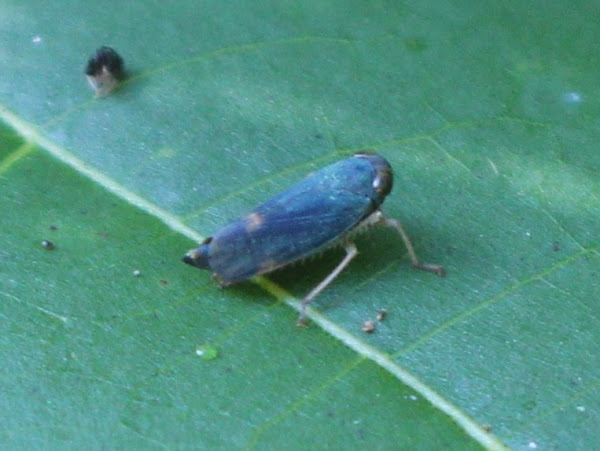 Leafhopper | Project Noah