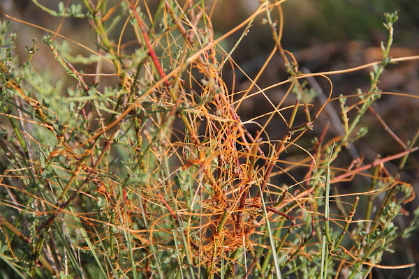 Dodder | Project Noah