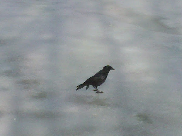 American crow | Project Noah