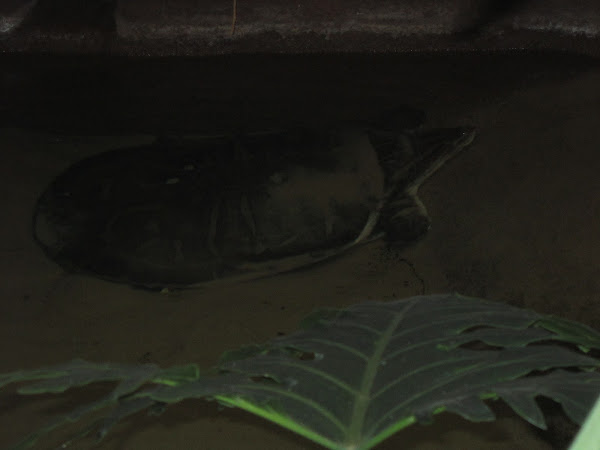 Narrow Headed Softshell Turtle | Project Noah