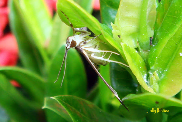 Beet Webworm Moth | Project Noah