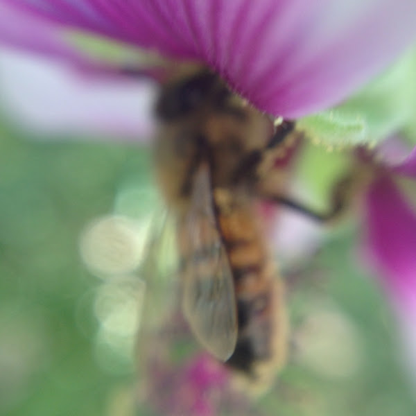 Honey bee | Project Noah