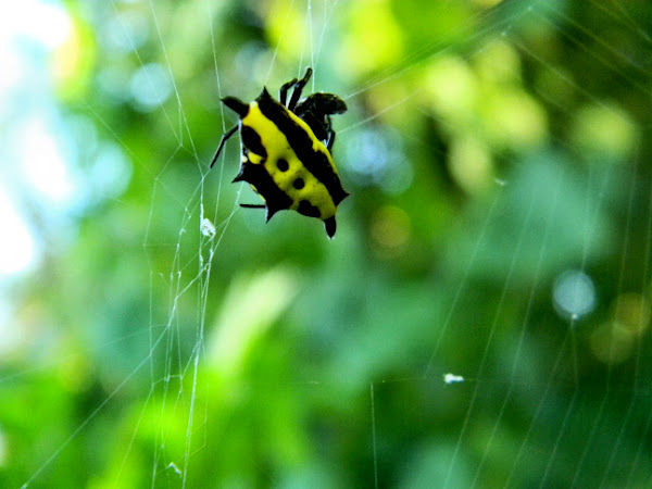 spiny orb-weaver spider | Project Noah