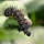 inchworm, geometer moth caterpillar | Project Noah