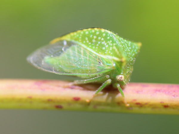 Buffalo Treehopper | Project Noah