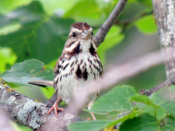 Song Sparrow | Project Noah