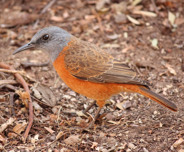 Cape Rock-thrush (Male) | Project Noah