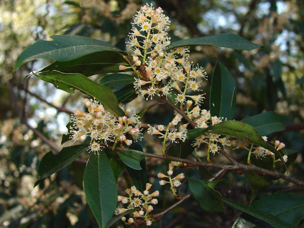 Cherry Laurel | Project Noah