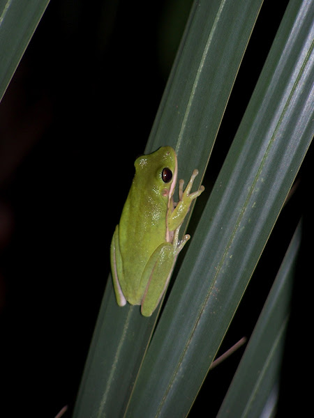 Green Treefrog | Project Noah