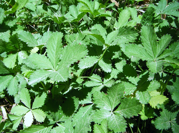 Creeping Cinquefoil | Project Noah