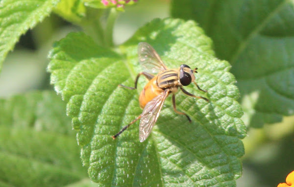 Striped Hoverfly | Project Noah