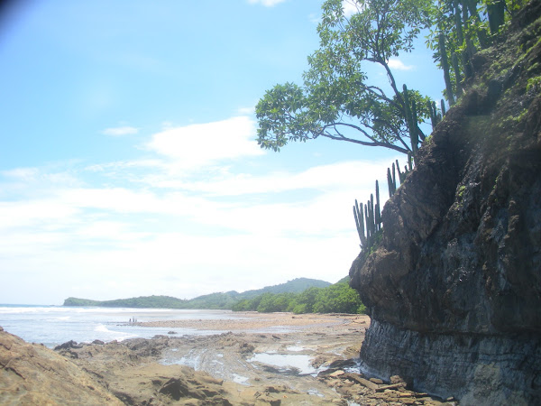 unknown cactus | Project Noah