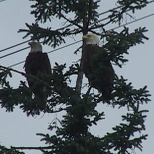 Bald eagle | Project Noah