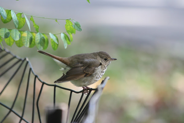 Hermit Thrush | Project Noah