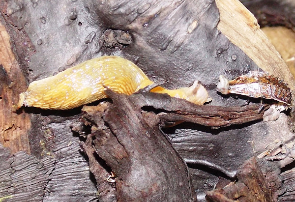 firefly larva | Project Noah