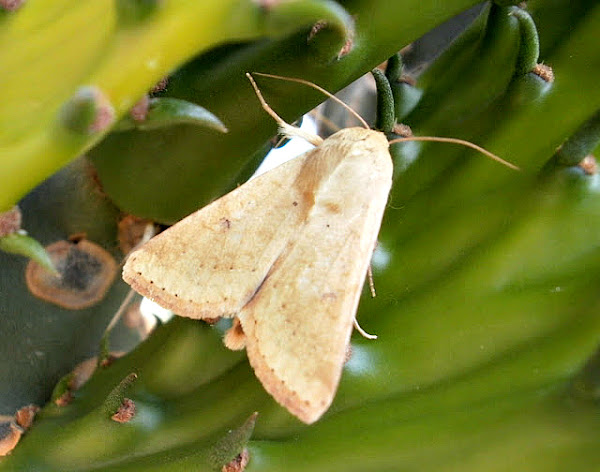 Corn Earworm Moth. | Project Noah