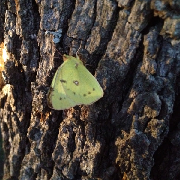 Clouded Sulphur | Project Noah