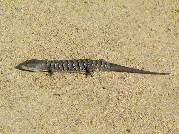 Southern Alligator Lizard | Project Noah