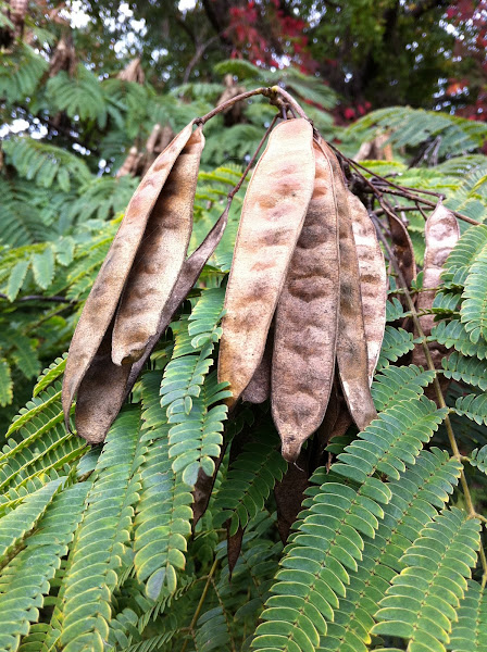 Silk Tree flowers and fruit | Project Noah