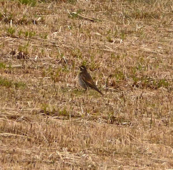 Dusky Thrush | Project Noah