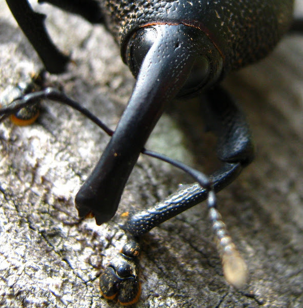 Weevil | Project Noah