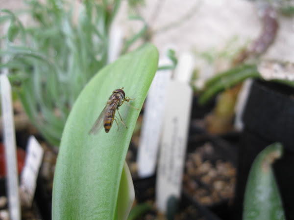 marmalade hoverfly | Project Noah