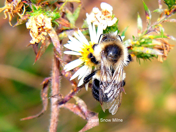 Common Eastern Bumblebee | Project Noah