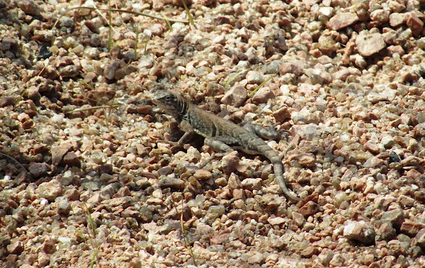 Texas Earless Lizard (Male) | Project Noah