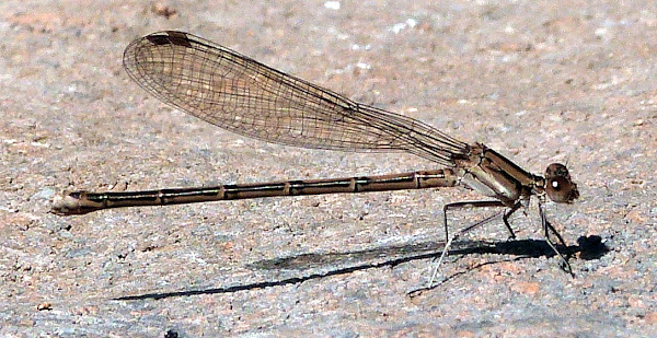 Dusky Dancer Damselfly | Project Noah