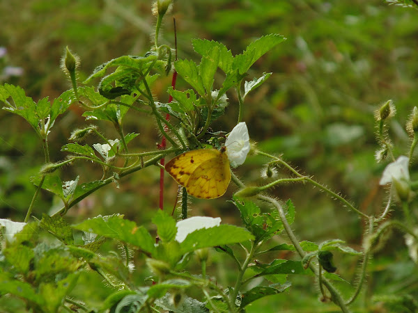 Cloudless sulphur | Project Noah