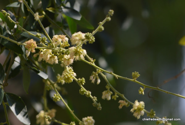 Manilla Tamarind, Madras Thorn, Sweet tamarind, जंगल जलेबी, கொடுக்காப்புளி | Project Noah