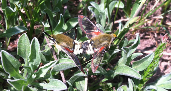 Rocky Mountain Clearwing or Bee Hawk Moth | Project Noah