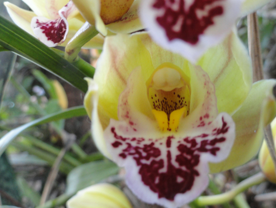 Orquidea | Project Noah