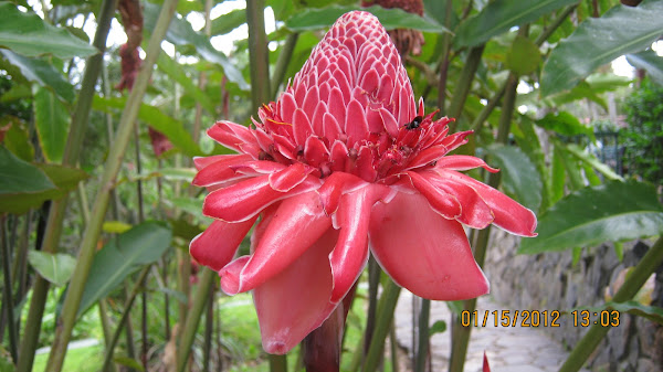 Torch Ginger | Project Noah