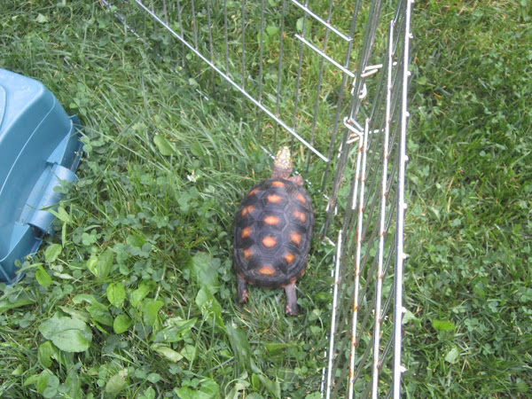 Red-Footed Tortoise | Project Noah