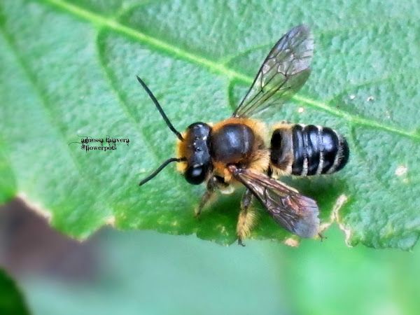 Leaf-cutter Bee | Project Noah