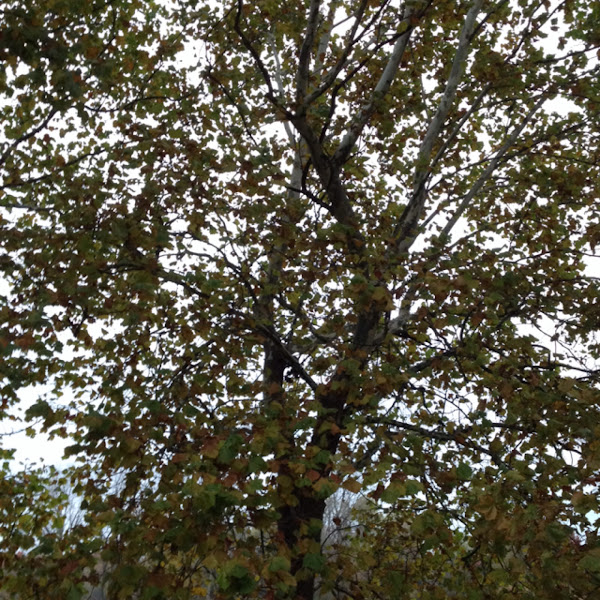 American Sycamore Tree | Project Noah