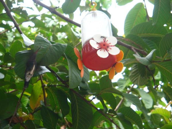 Sapphire-spangled Emerald | Project Noah