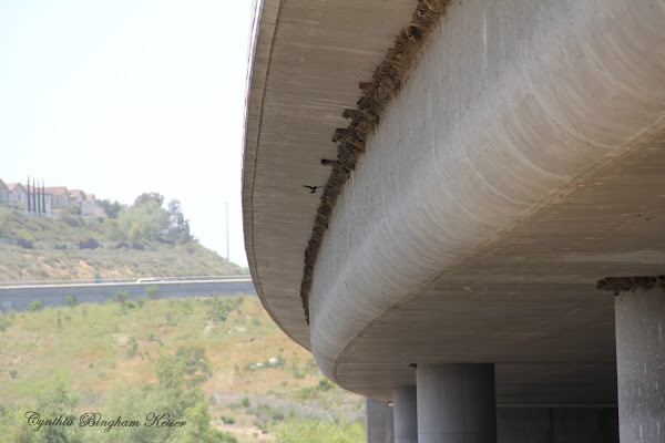 Cliff Swallow | Project Noah