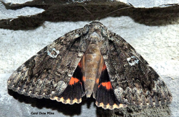 Ilia Underwing Moth | Project Noah